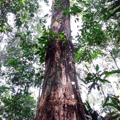 Adopt a tree - Arbio