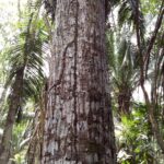 Adopt a tree - Arbio