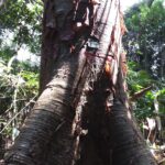 Adopt a tree - Arbio