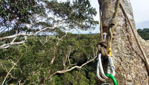 On the branches of a Shihuahuaco tree - Arbio
