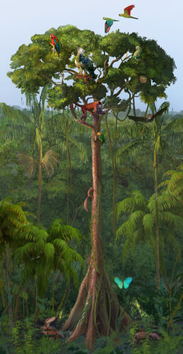 The rainforest’s Mother tree - Arbio