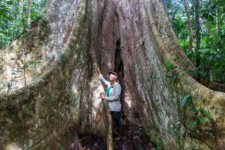 The rainforest’s Mother tree - Arbio